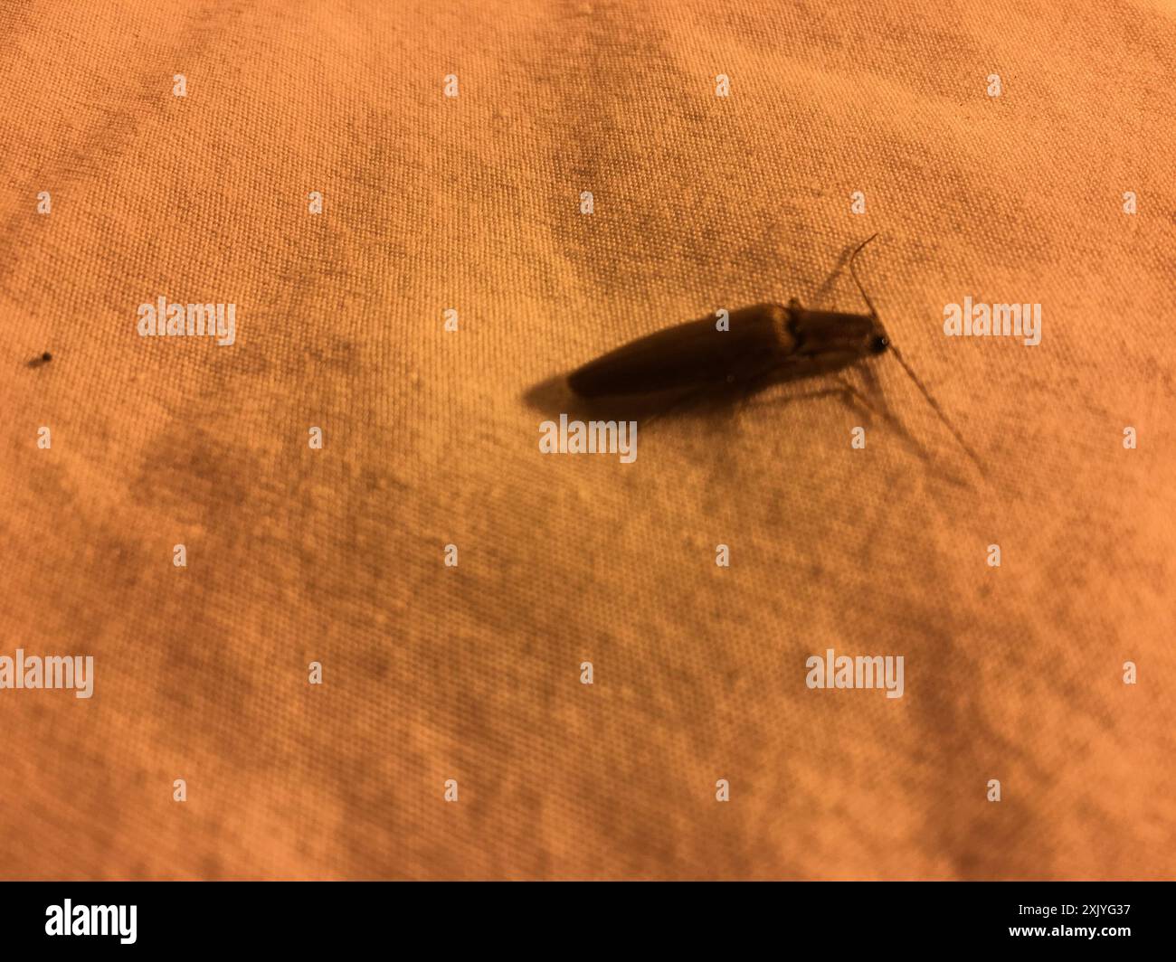 Click Beetles (Elateridae) Insecta Stock Photo - Alamy
