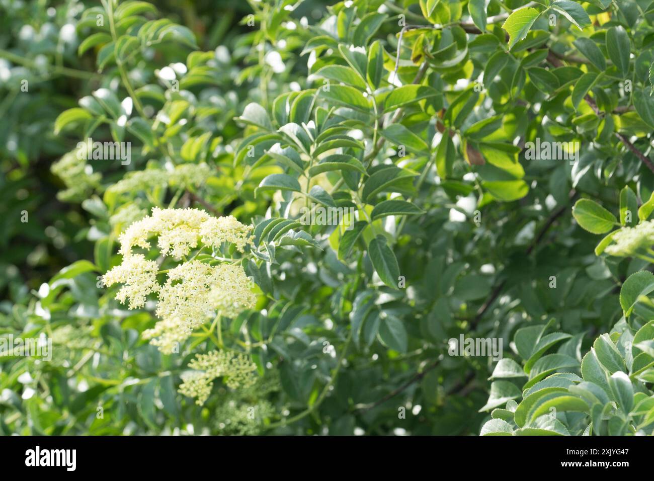 blue elder (Sambucus cerulea) Plantae Stock Photo - Alamy