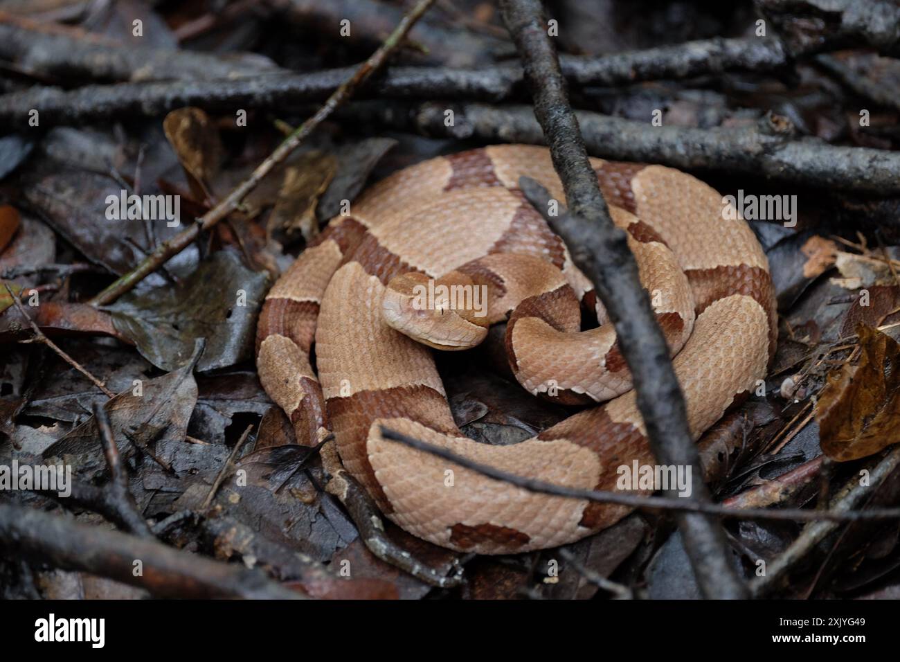 Eastern Copperhead (Agkistrodon contortrix) Reptilia Stock Photo - Alamy