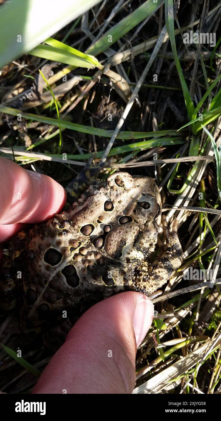 American Toad (Anaxyrus americanus) Amphibia Stock Photo - Alamy
