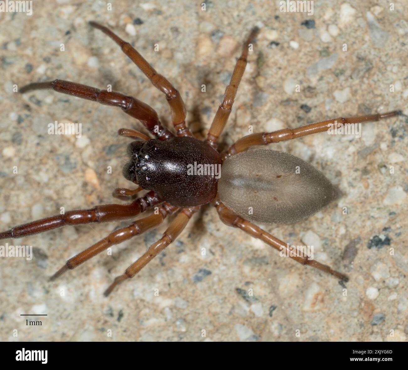 Bull-headed sac spider (Trachelas pacificus) Arachnida Stock Photo - Alamy