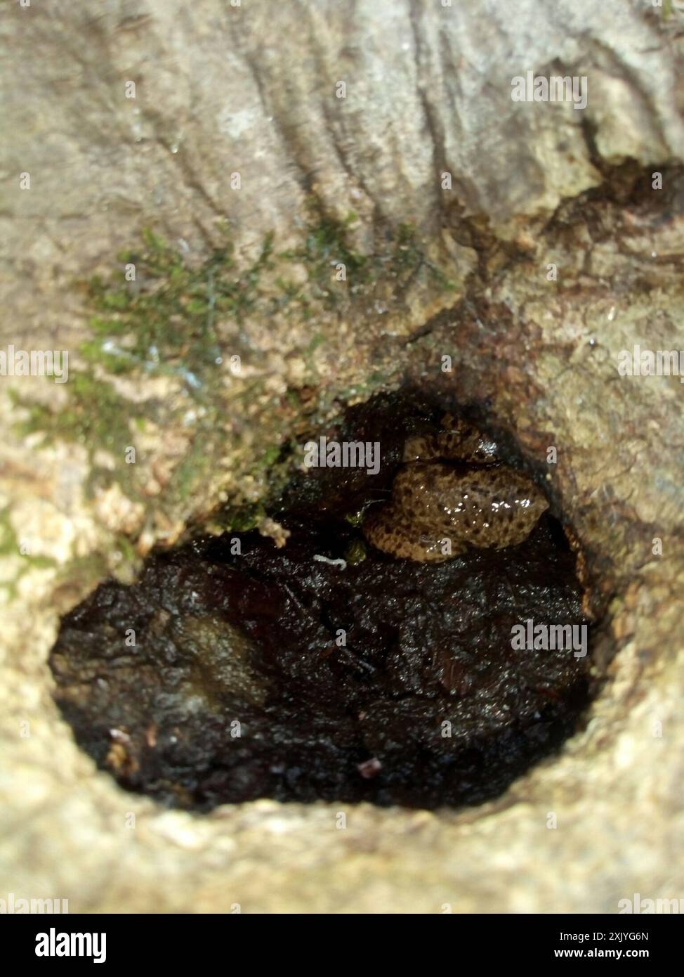 Changeable Mantleslug (Megapallifera mutabilis) Mollusca Stock Photo ...