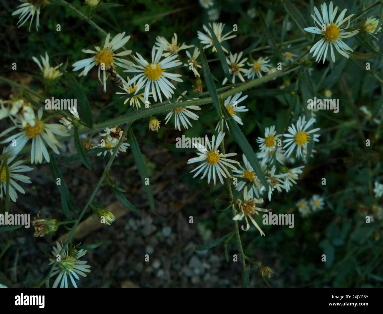 American asters (Symphyotrichum) Plantae Stock Photo - Alamy