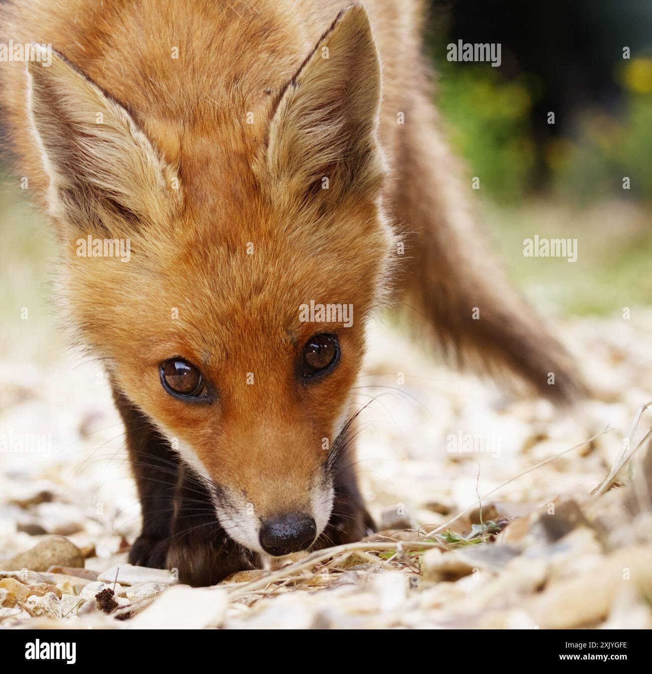 Fox looking up hi-res stock photography and images - Alamy