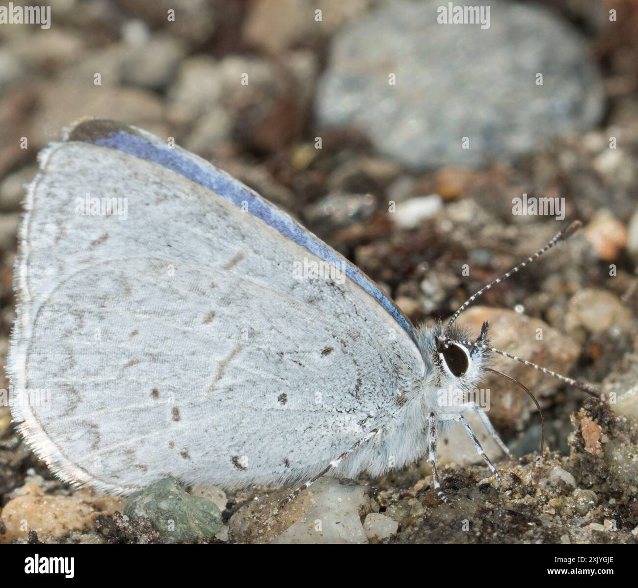 Echo Azure (Celastrina echo) Insecta Stock Photo - Alamy
