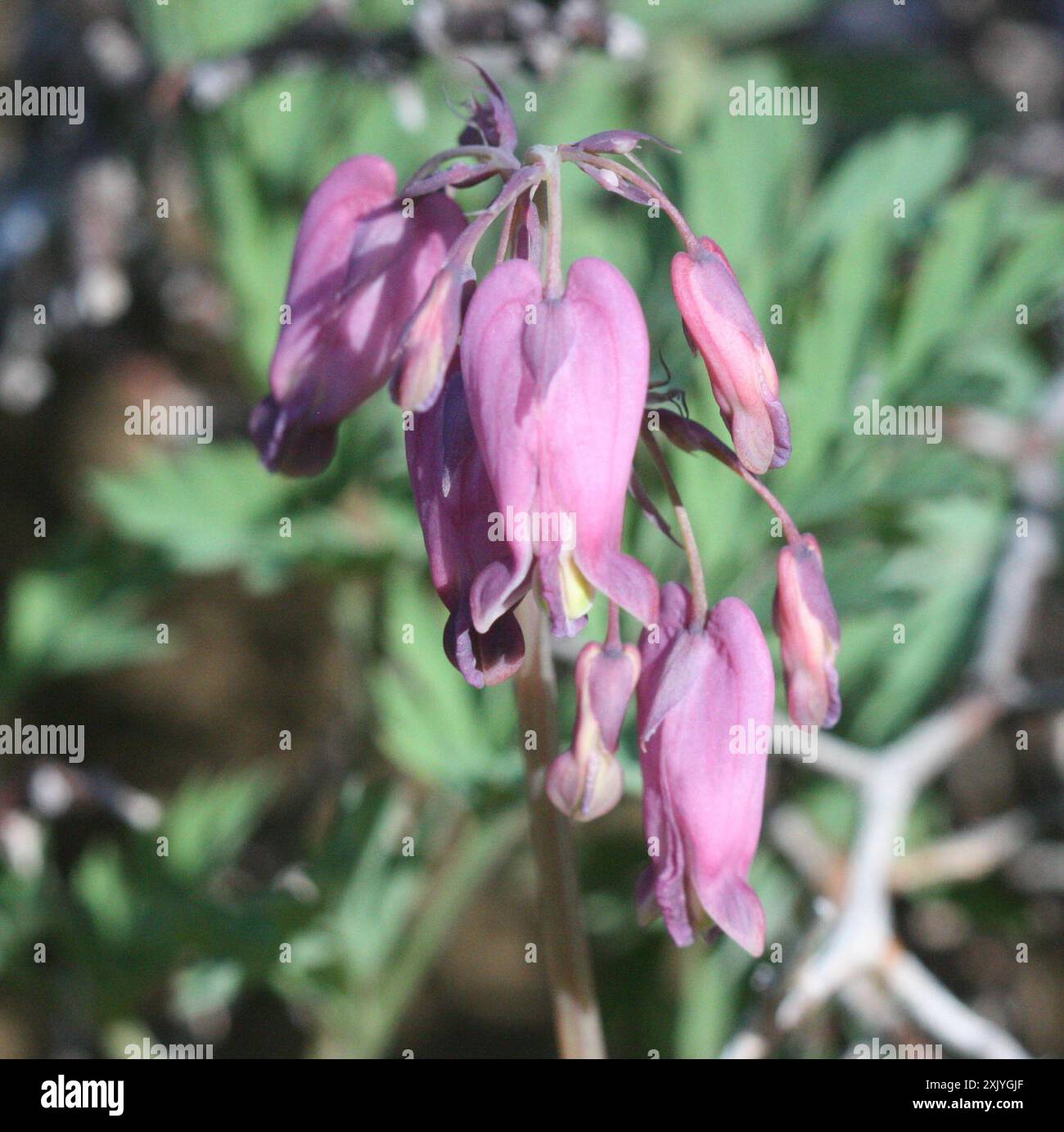 Pacific Bleeding Heart (Dicentra formosa) Plantae Stock Photo - Alamy