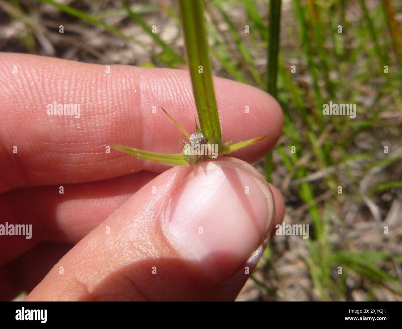 fringed nutrush (Scleria ciliata) Plantae Stock Photo - Alamy