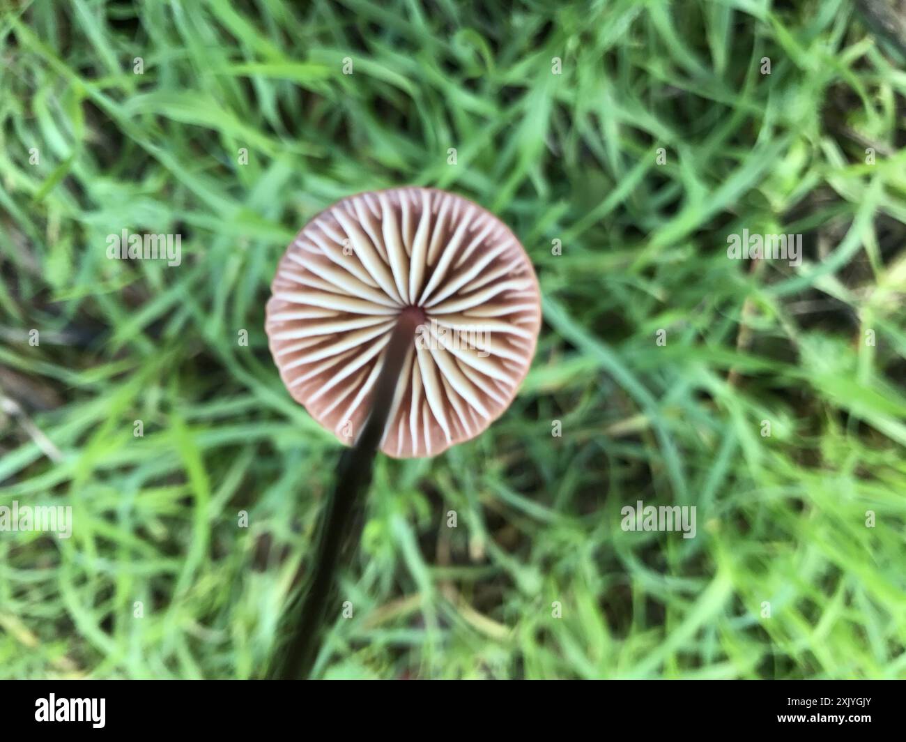 red pinwheel (Marasmius plicatulus) Fungi Stock Photo - Alamy