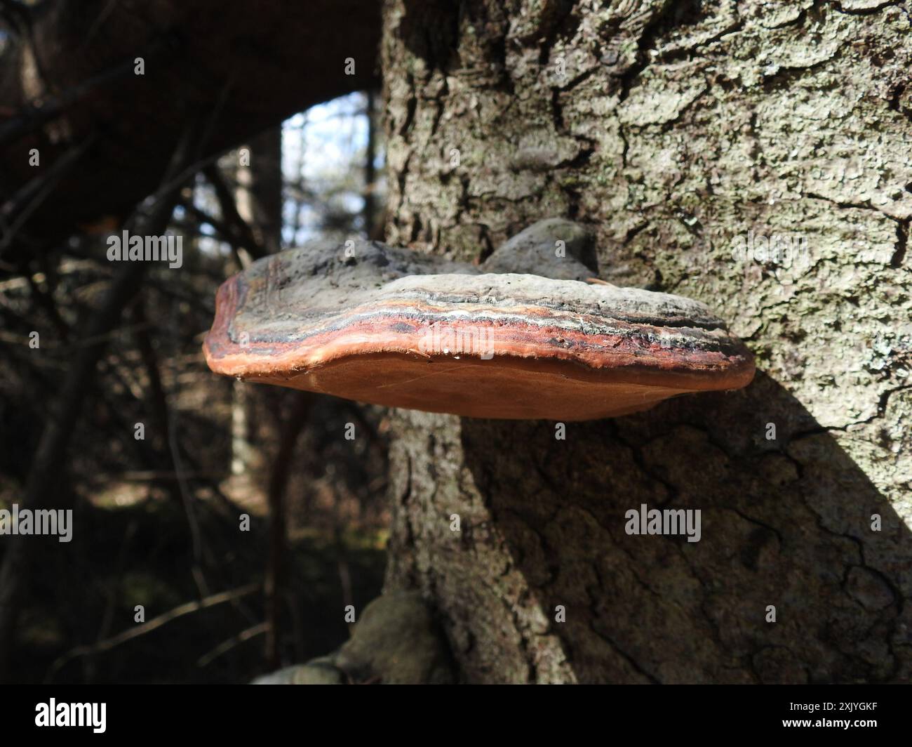Red-banded Polypore (Fomitopsis pinicola) Fungi Stock Photo - Alamy