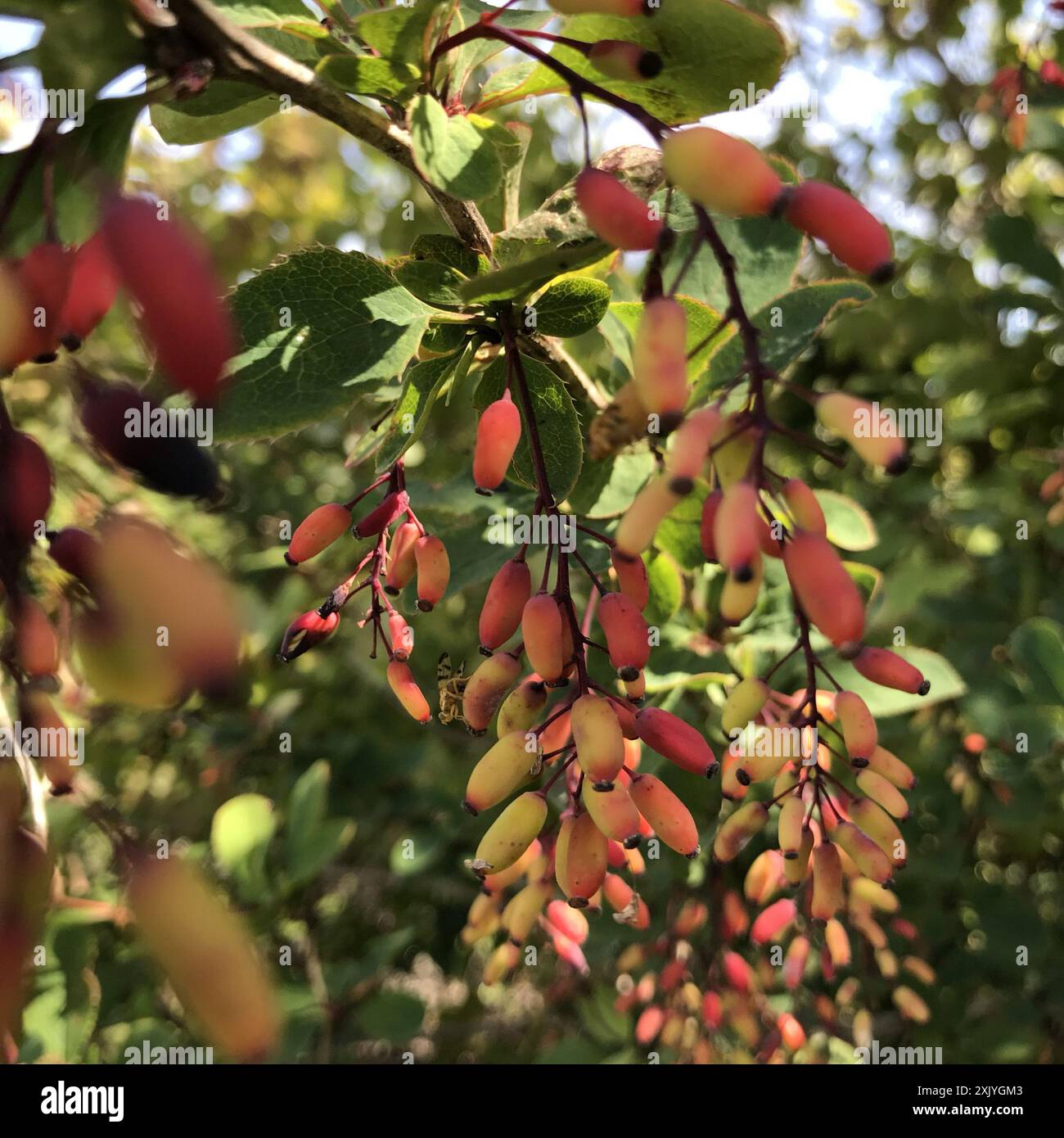 European barberry (Berberis vulgaris) Plantae Stock Photo - Alamy