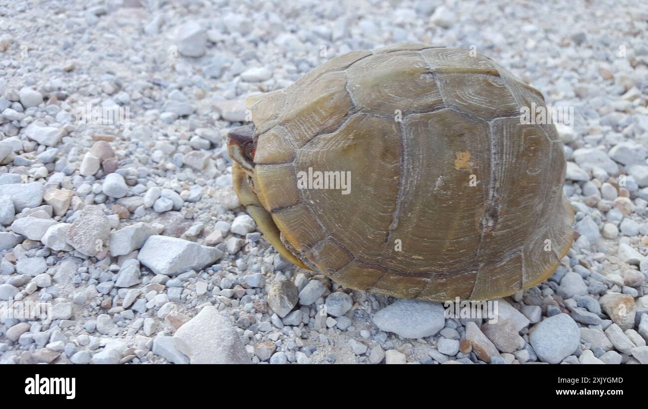 Three-toed Box Turtle (Terrapene triunguis) Reptilia Stock Photo - Alamy
