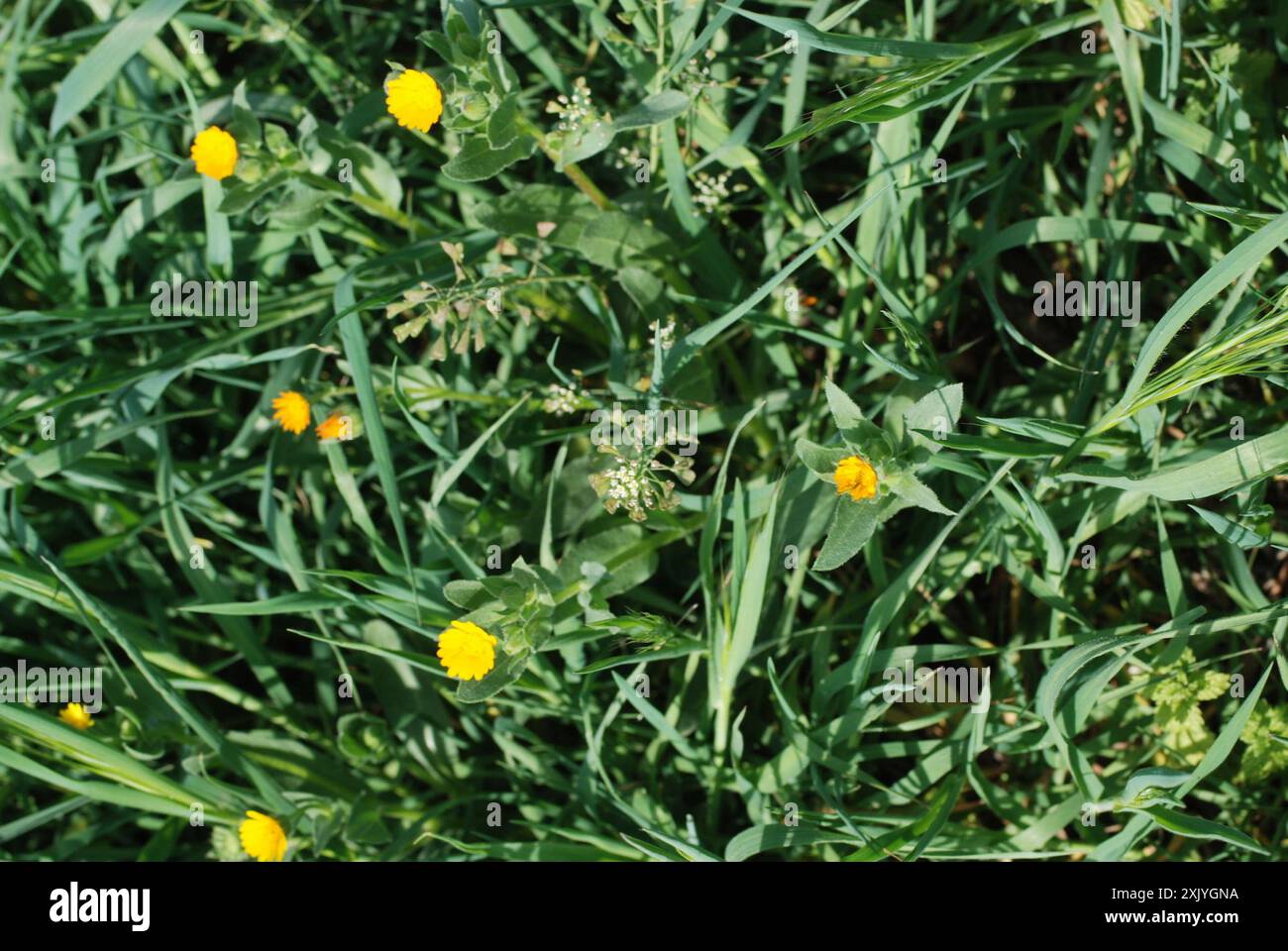 field marigold (Calendula arvensis) Plantae Stock Photo - Alamy