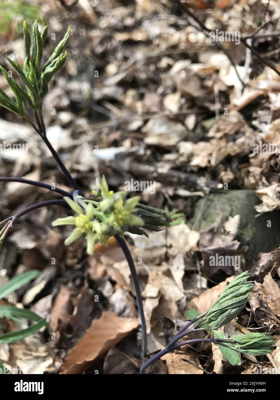 early blue cohosh (Caulophyllum giganteum) Plantae Stock Photo - Alamy