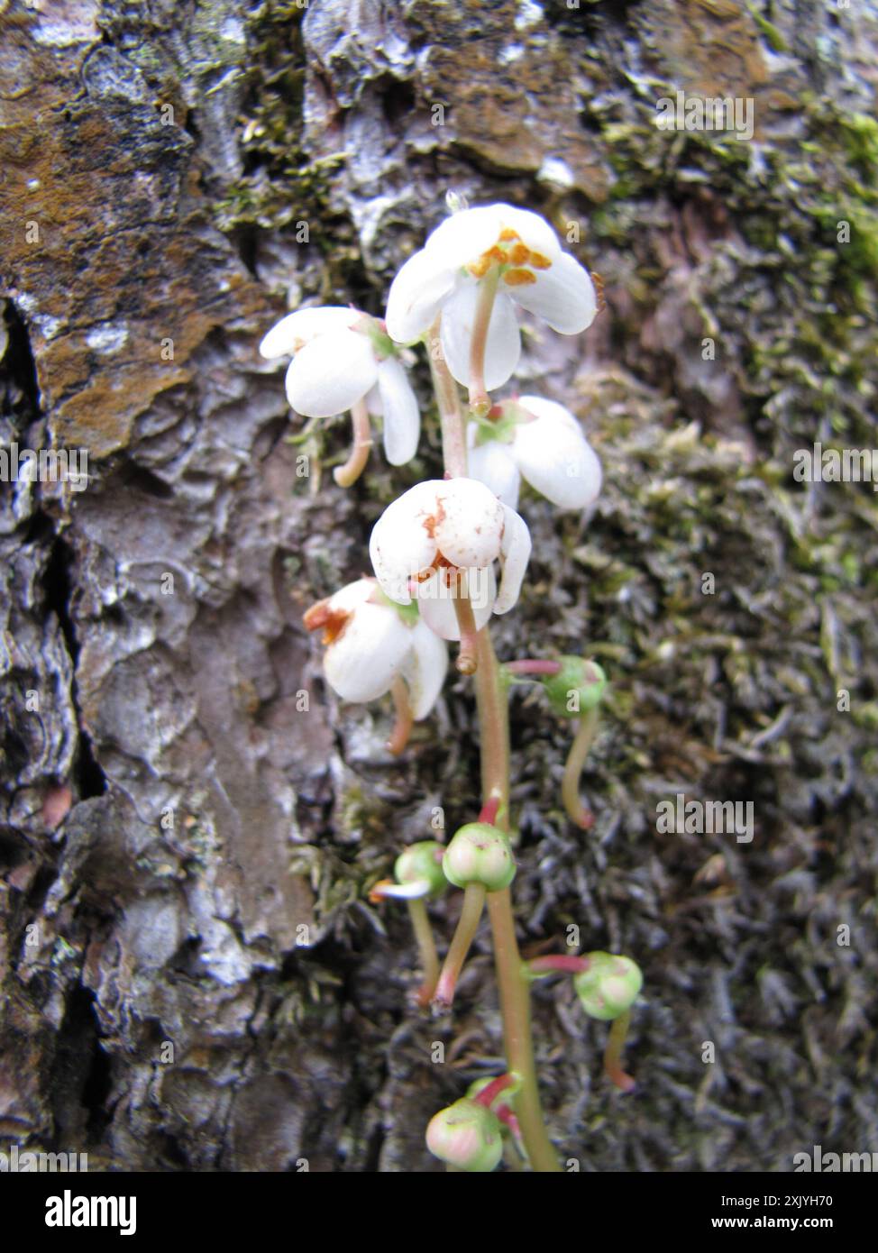shinleaf (Pyrola elliptica) Plantae Stock Photo - Alamy