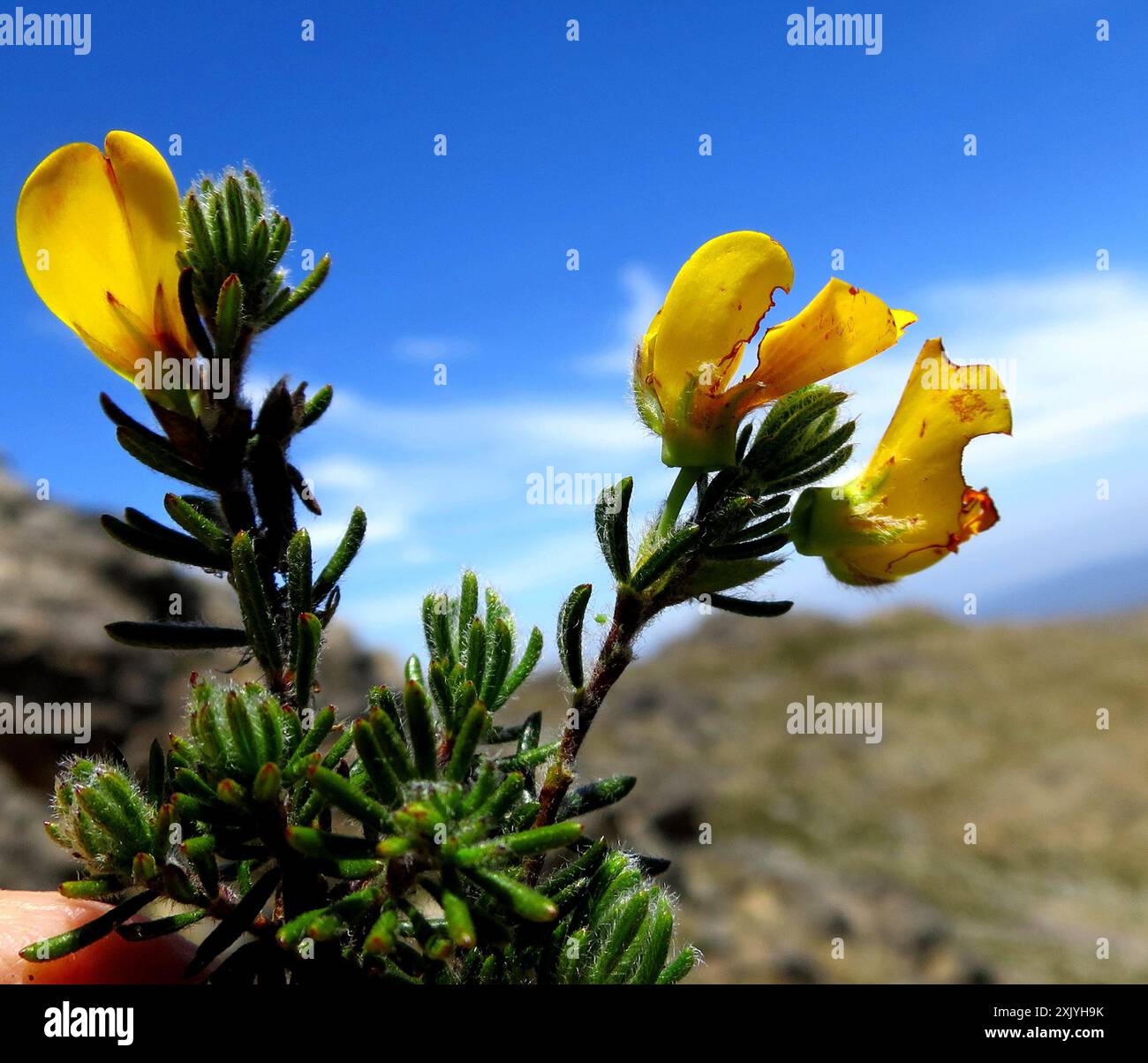 Cyclopia hi-res stock photography and images - Alamy