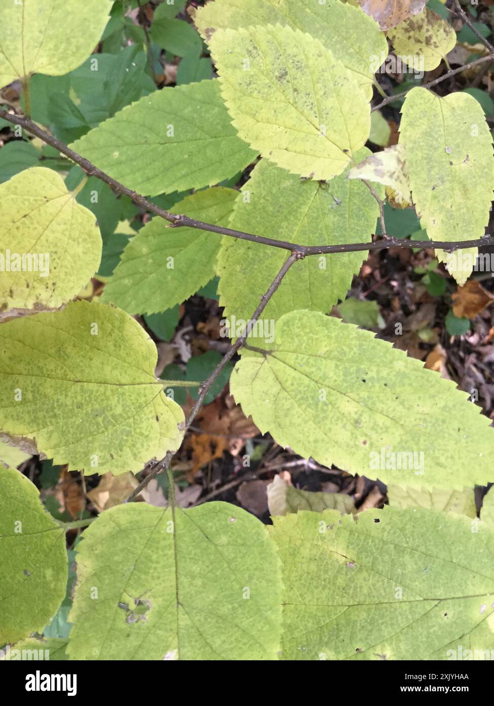 common hackberry (Celtis occidentalis) Plantae Stock Photo - Alamy