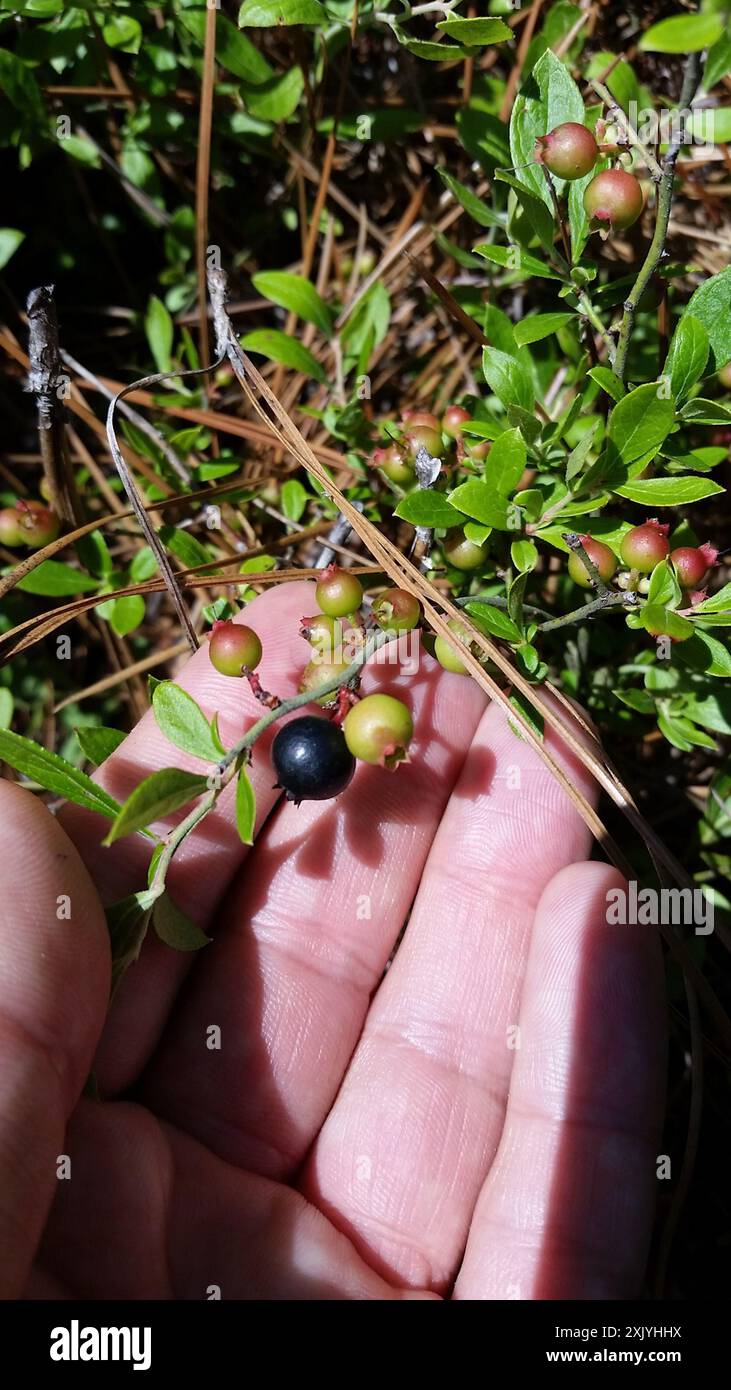 Southern Dwarf Blueberry (Vaccinium tenellum) Plantae Stock Photo - Alamy