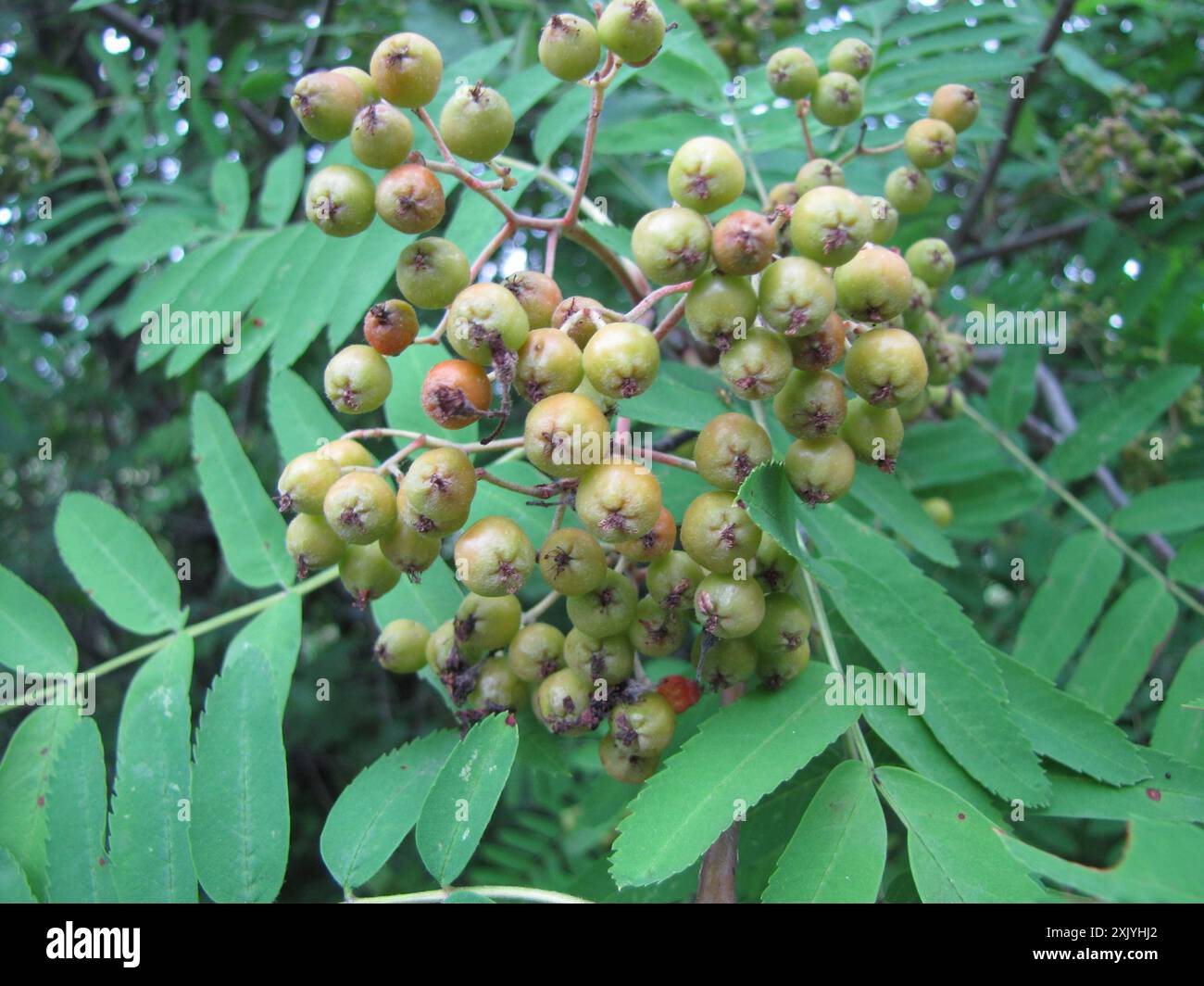 American mountain ash (Sorbus americana) Plantae Stock Photo - Alamy