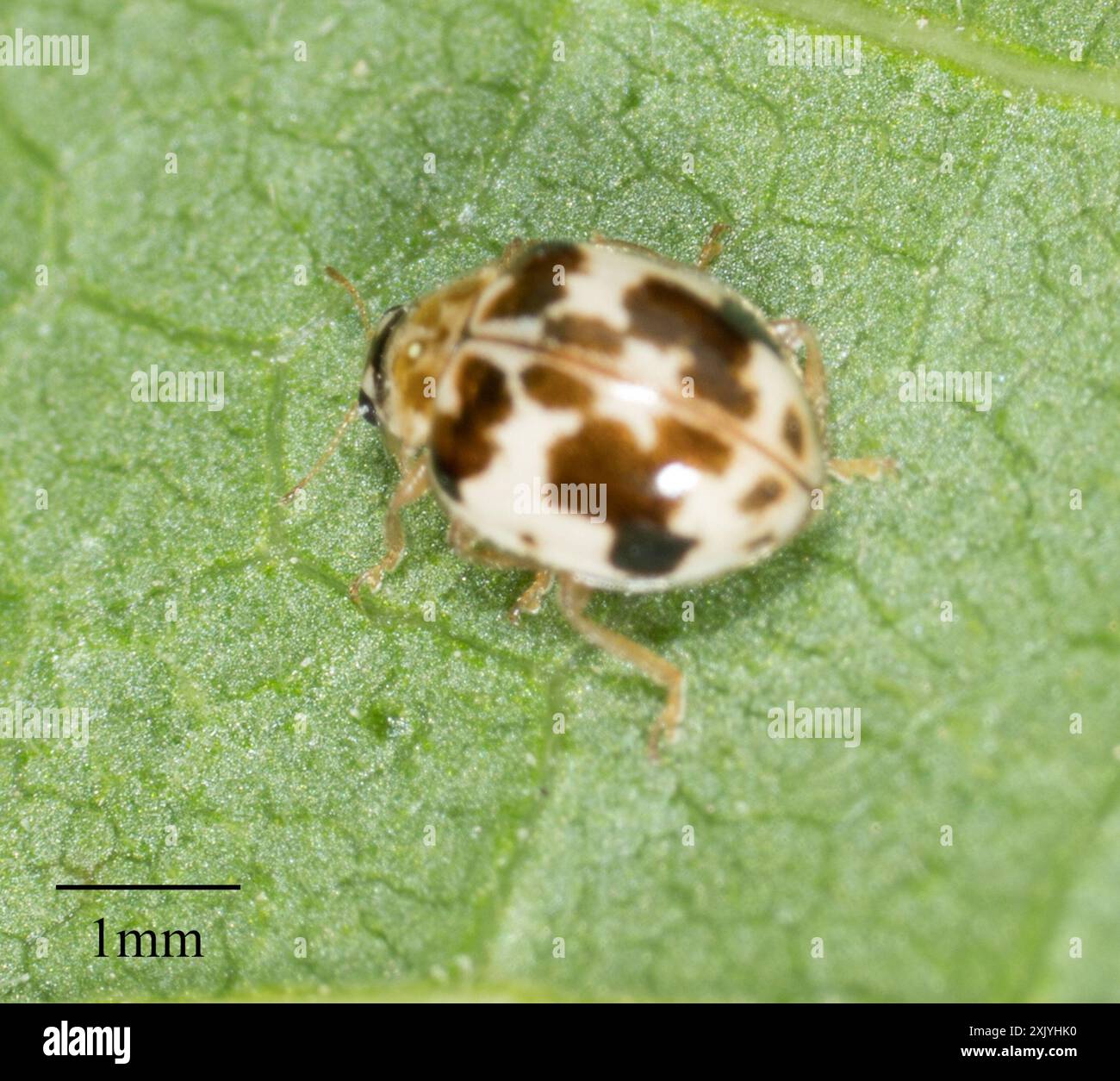 Western Fairy Lady Beetle (Psyllobora borealis) Insecta Stock Photo - Alamy