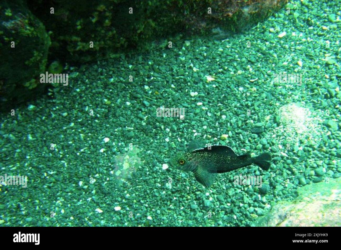 Variable Triplefin (Forsterygion varium) Actinopterygii Stock Photo - Alamy