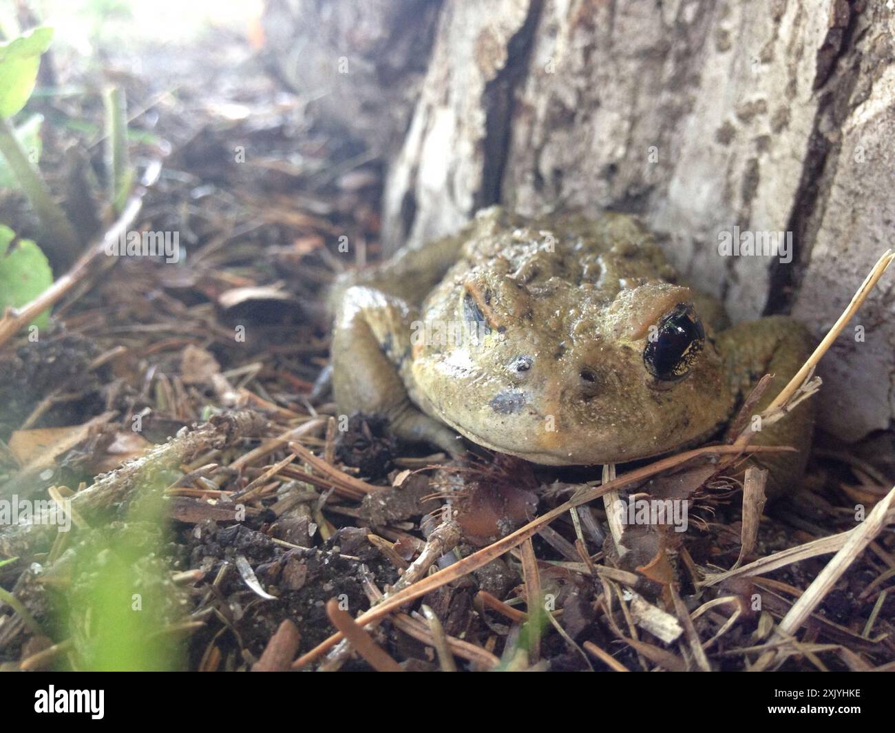 Western Toad (Anaxyrus boreas) Amphibia Stock Photo - Alamy