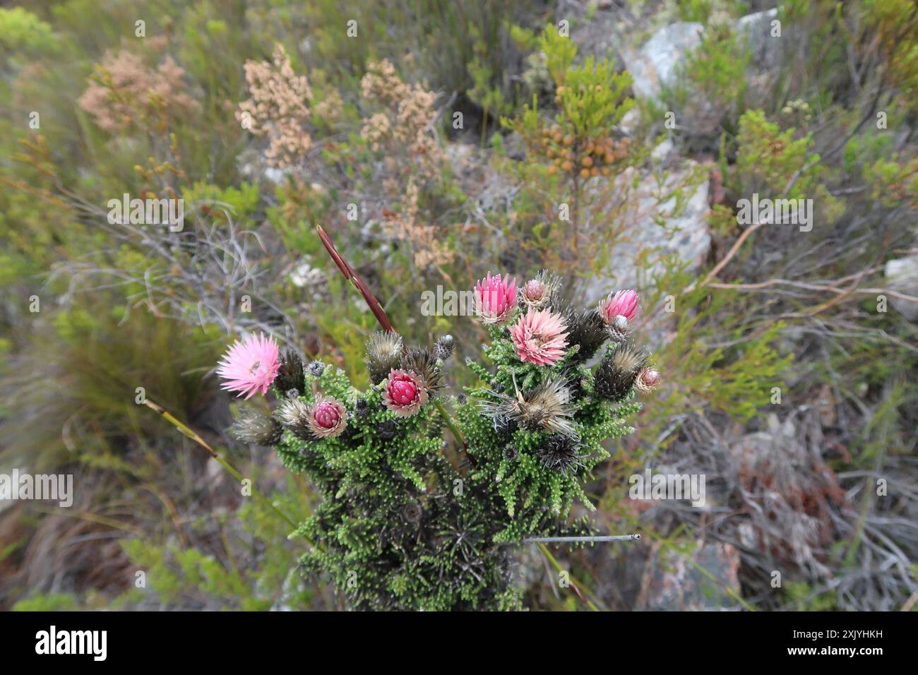 Cape everlasting (Phaenocoma prolifera) Plantae Stock Photo - Alamy