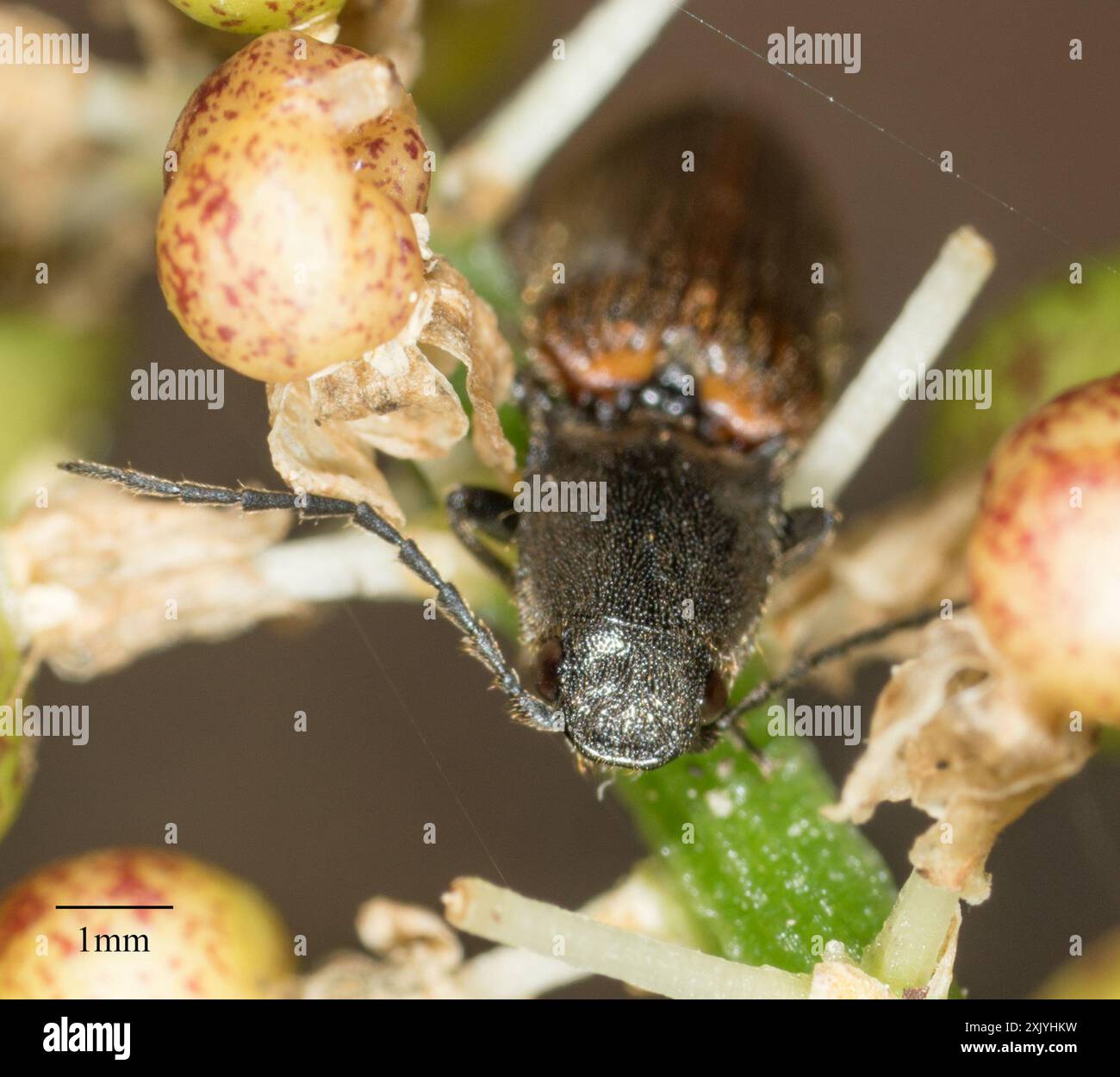 Click Beetles (Elateridae) Insecta Stock Photo - Alamy