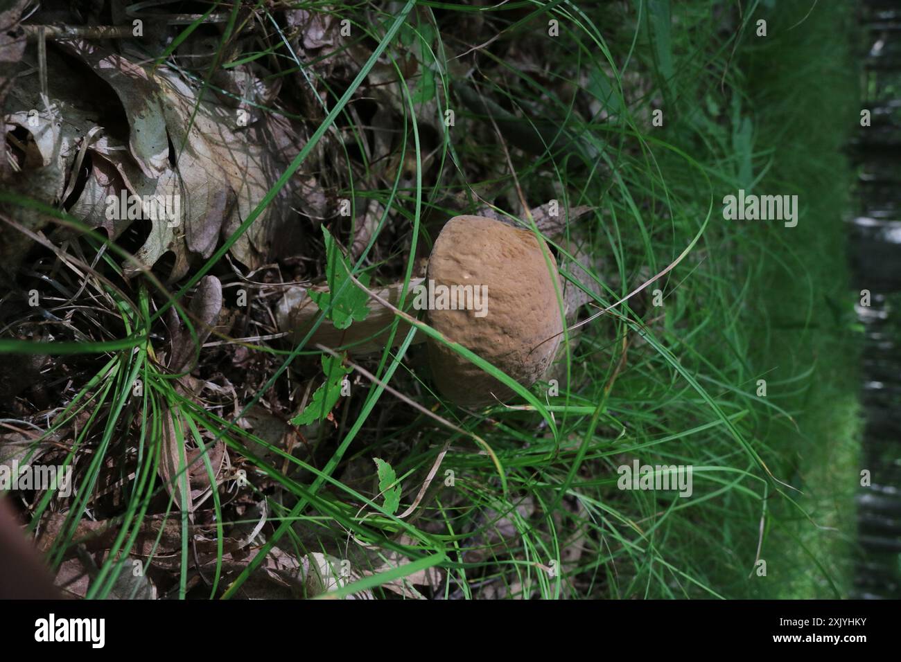 noble bolete (Boletus nobilis) Fungi Stock Photo - Alamy