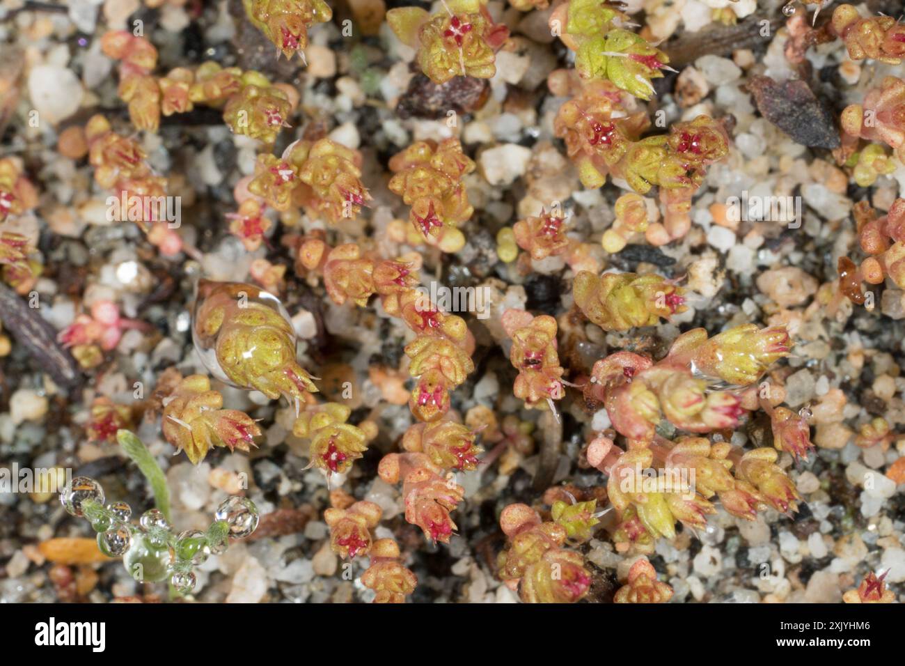 sand pygmyweed (Crassula connata) Plantae Stock Photo - Alamy