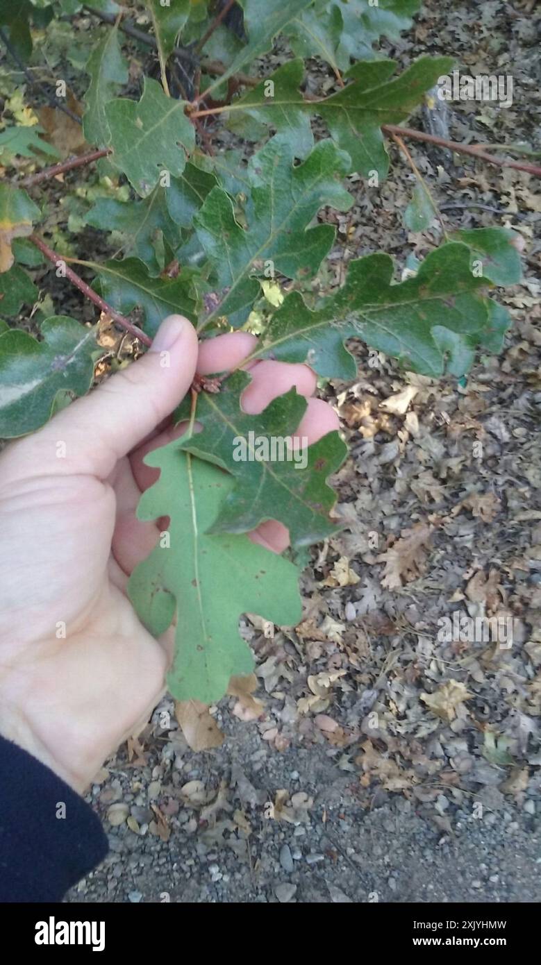 Oregon oak (Quercus garryana) Plantae Stock Photo - Alamy