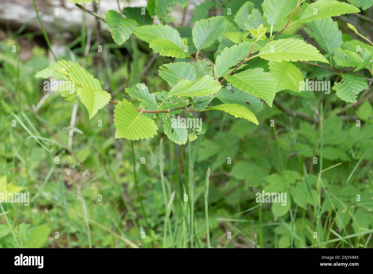 Red Alder (Alnus rubra) Plantae Stock Photo - Alamy