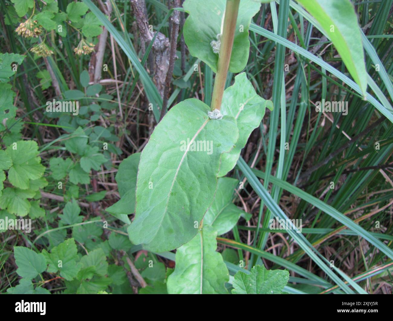 purple rattlesnake root (Nabalus racemosus) Plantae Stock Photo - Alamy
