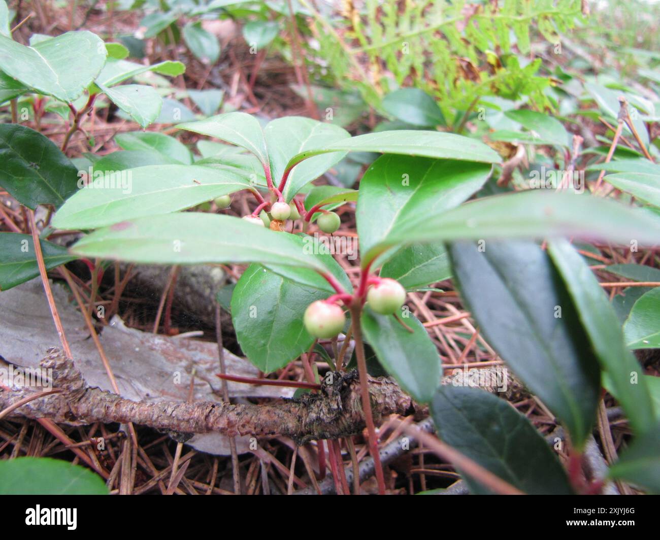Eastern Teaberry (Gaultheria procumbens) Plantae Stock Photo - Alamy