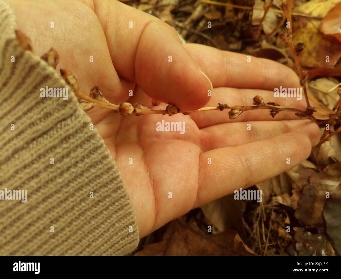 Beechdrops (Epifagus virginiana) Plantae Stock Photo - Alamy