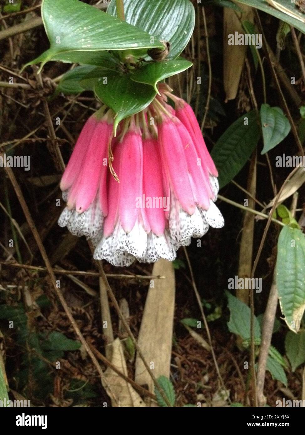 (Bomarea pardina) Plantae Stock Photo - Alamy
