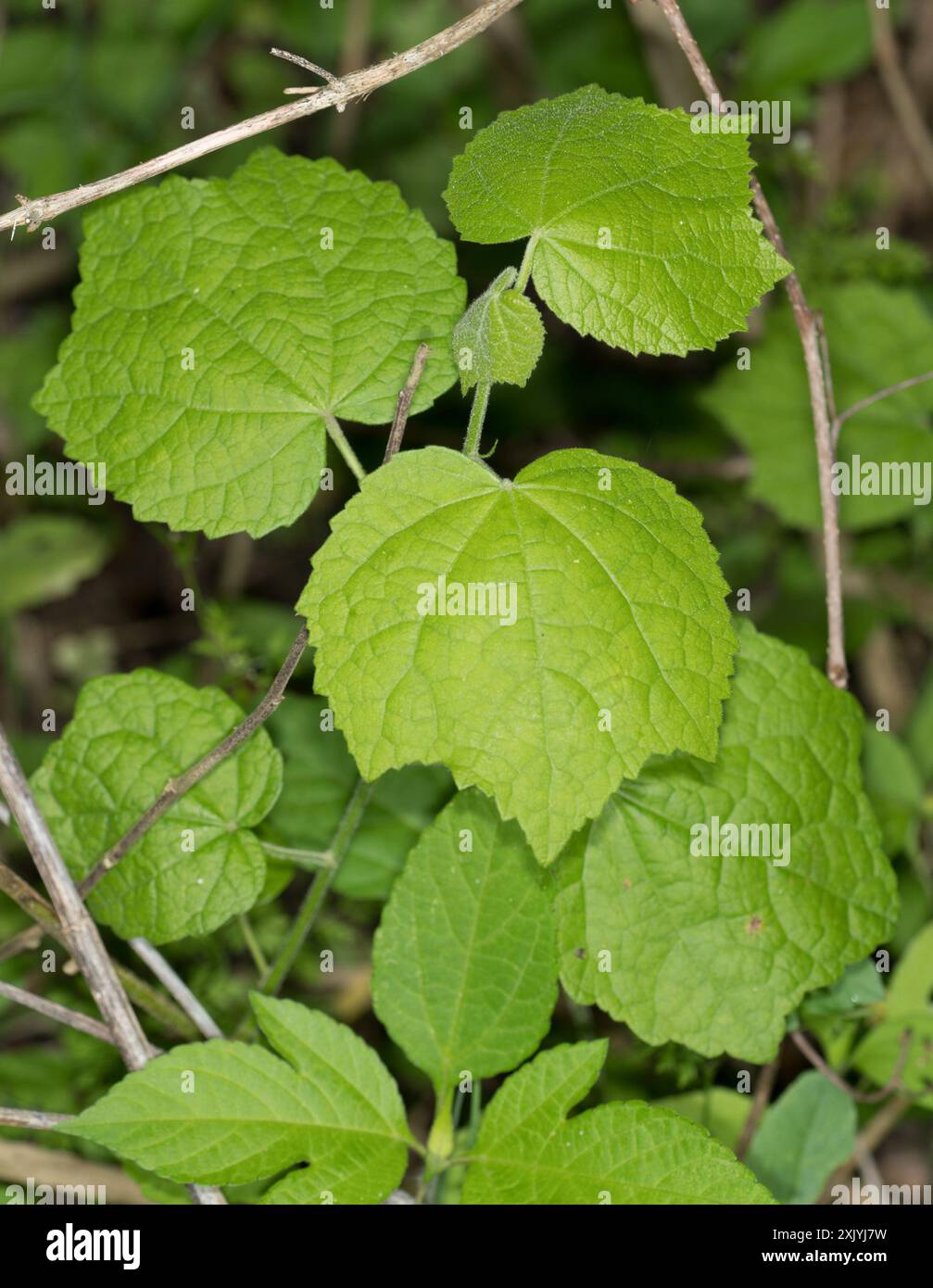 Turk's cap (Malvaviscus arboreus) Plantae Stock Photo - Alamy