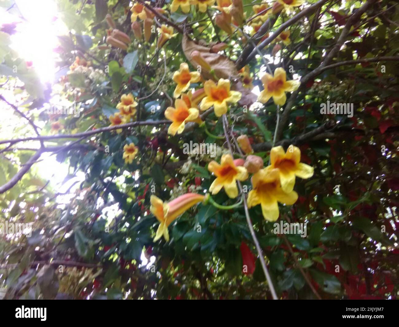 cross vine (Bignonia capreolata) Plantae Stock Photo - Alamy