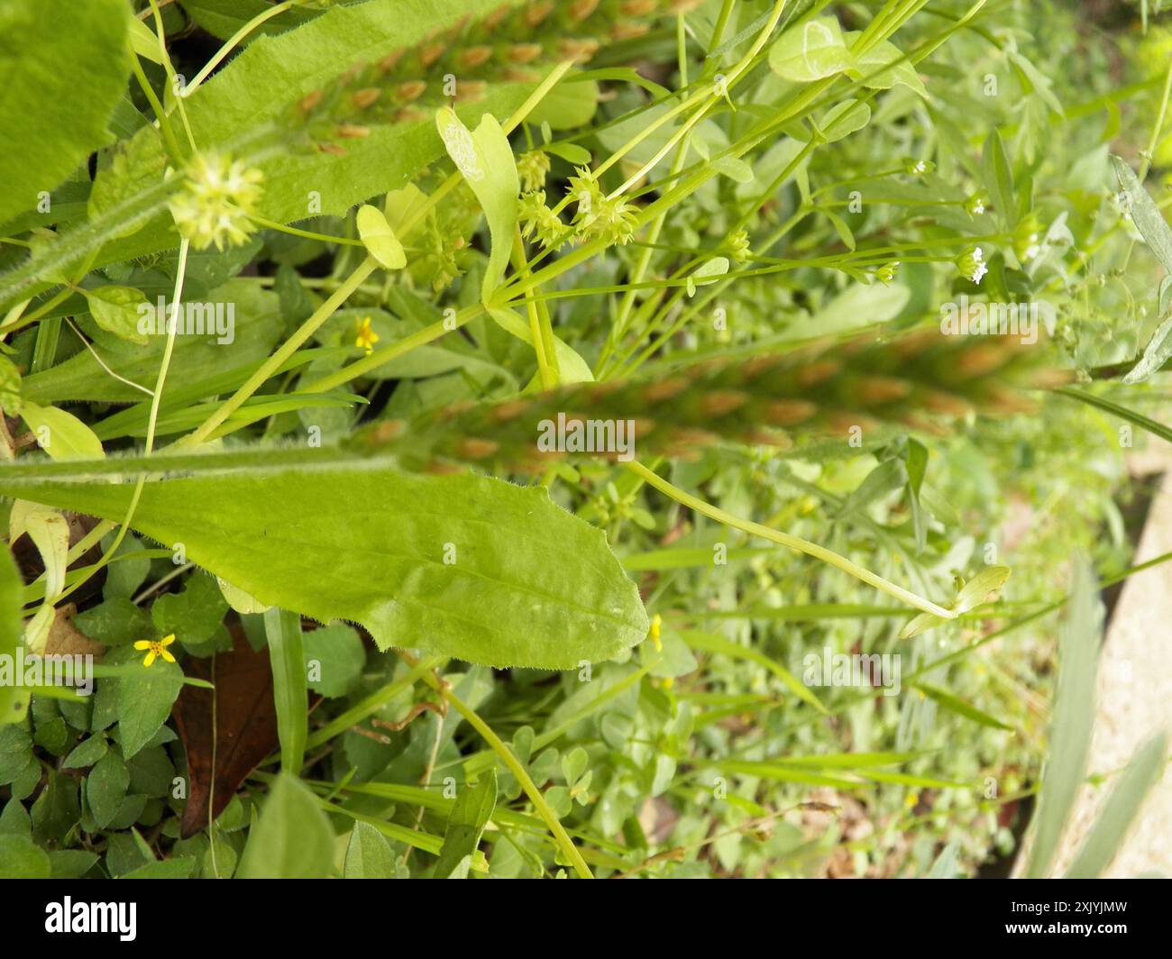 dwarf plantain (Plantago virginica) Plantae Stock Photo - Alamy