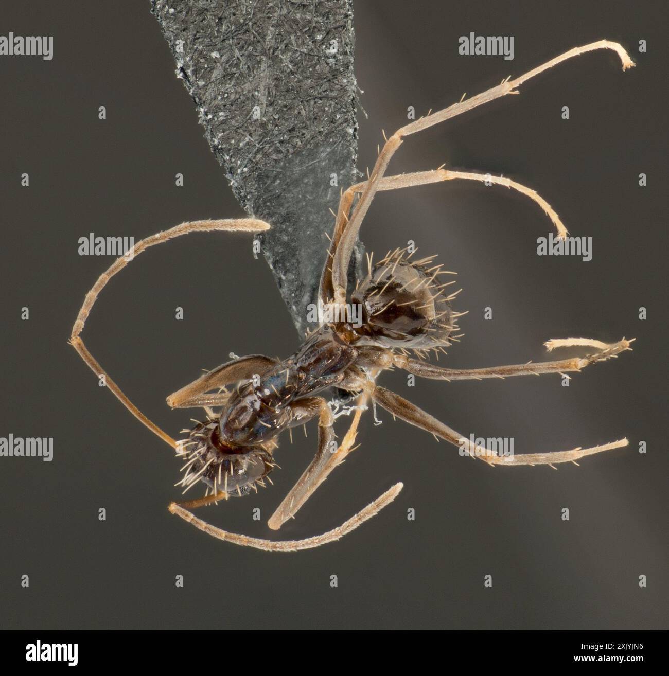 Longhorn crazy ant hi-res stock photography and images - Alamy