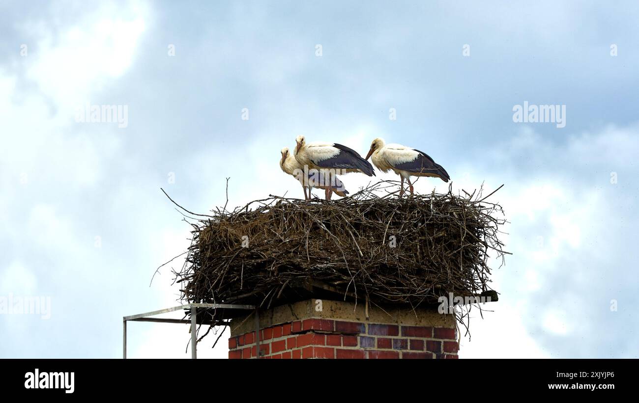 Three storks stand on their nest which is located on a chimney Stock ...