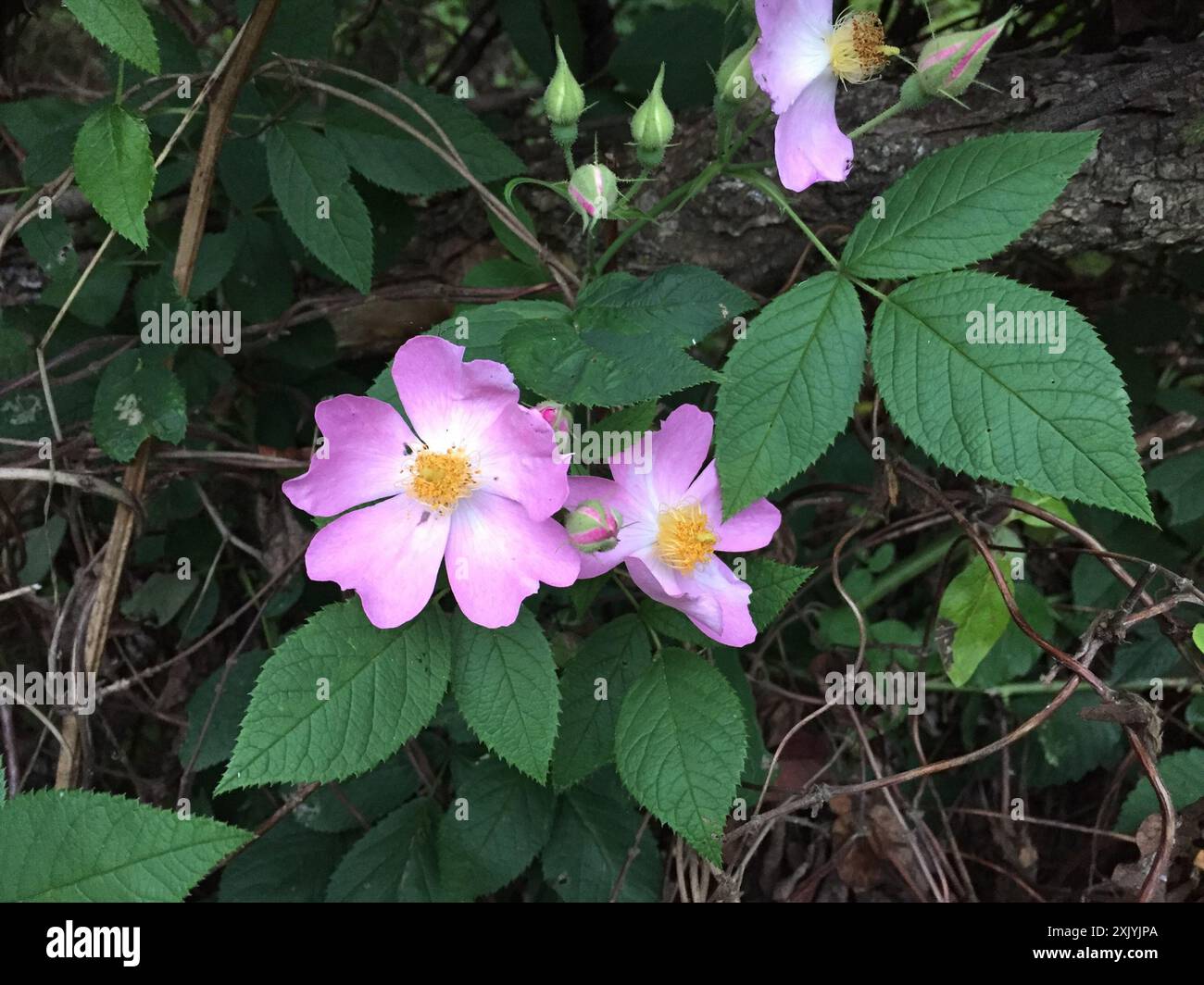 climbing prairie rose (Rosa setigera) Plantae Stock Photo - Alamy