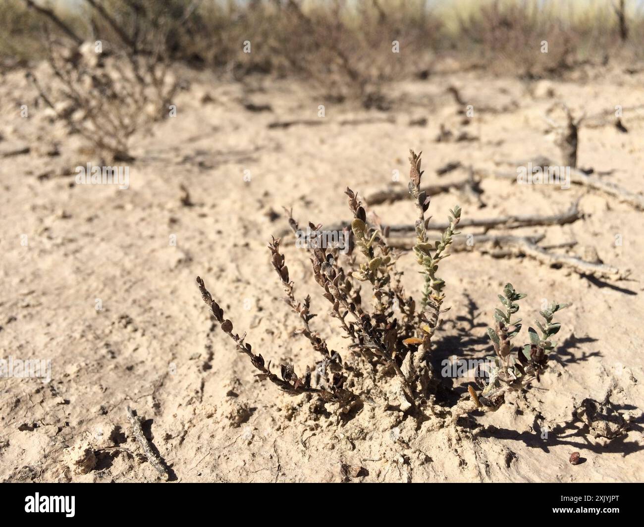 Alkali Weed (Cressa truxillensis) Plantae Stock Photo - Alamy