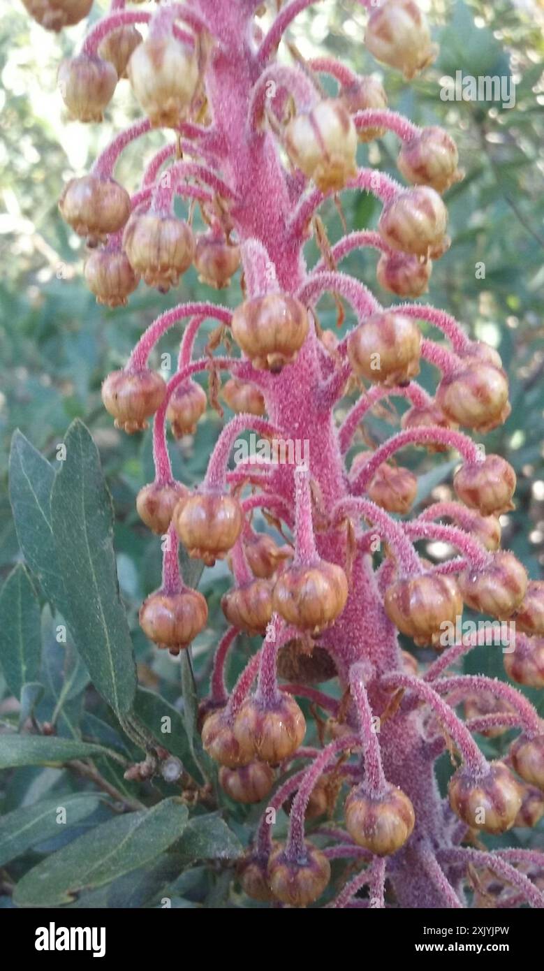 woodland pinedrops (Pterospora andromedea) Plantae Stock Photo - Alamy