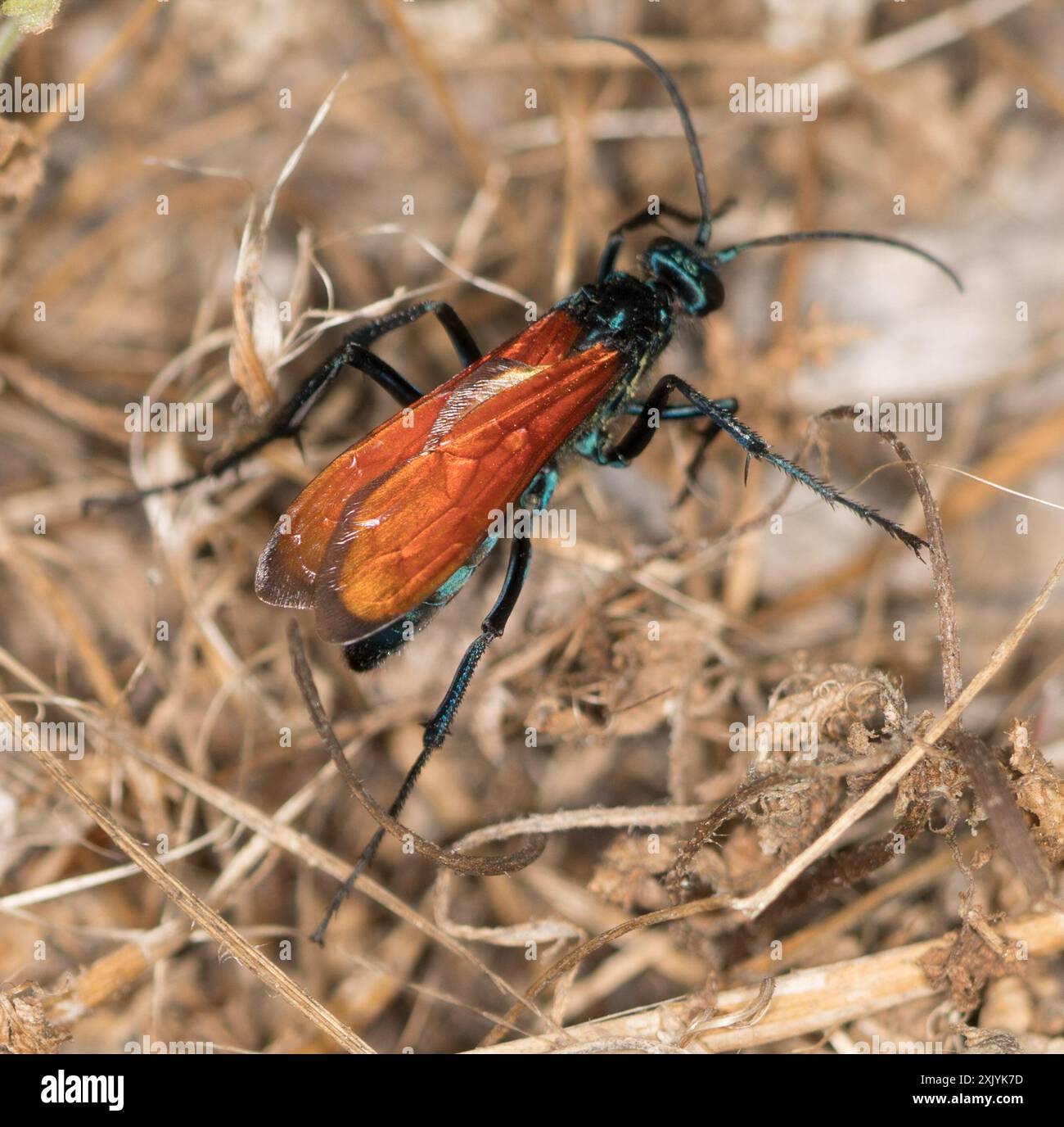 New World Tarantula-hawk Wasps (Pepsis) Insecta Stock Photo - Alamy
