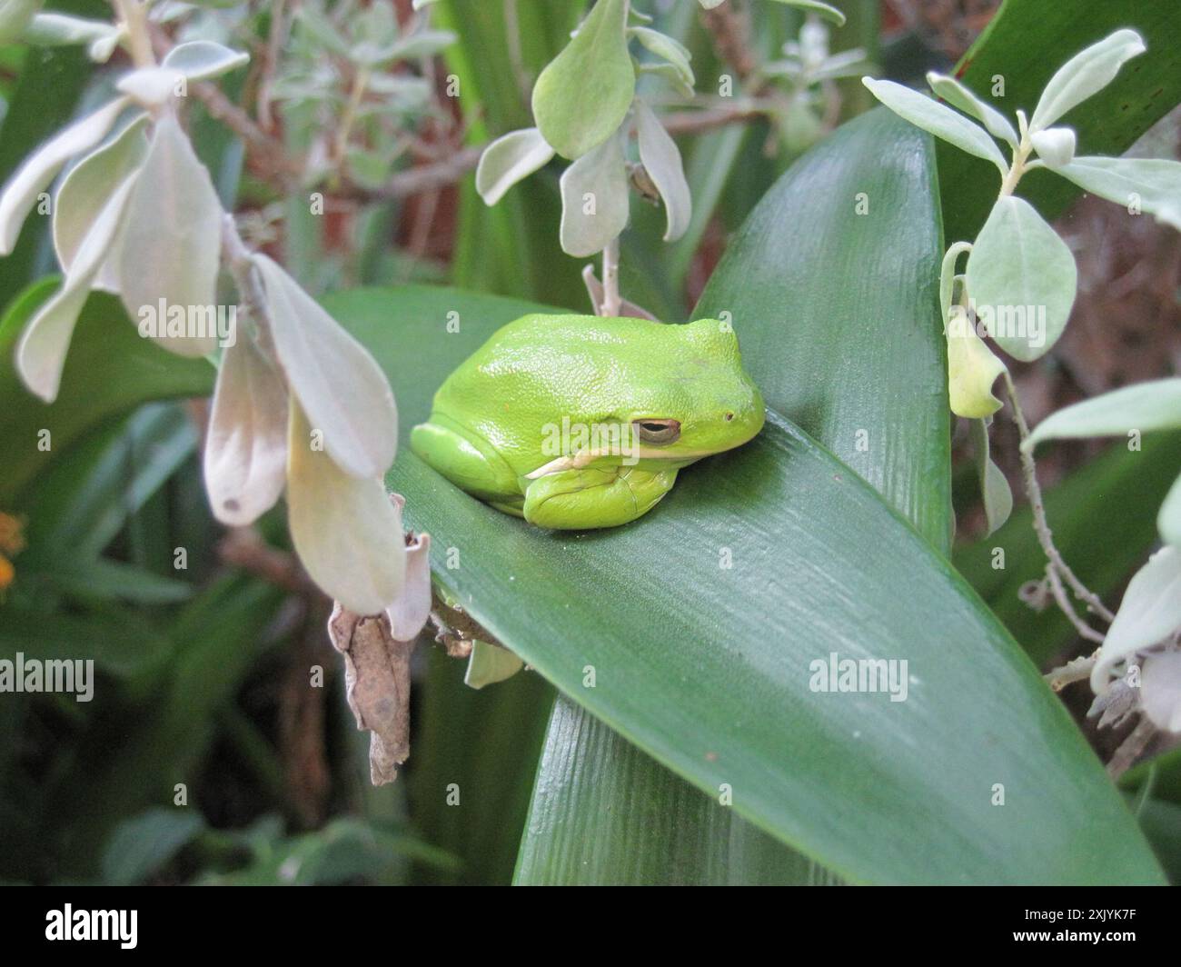 Green Treefrog (Hyla cinerea) Amphibia Stock Photo - Alamy