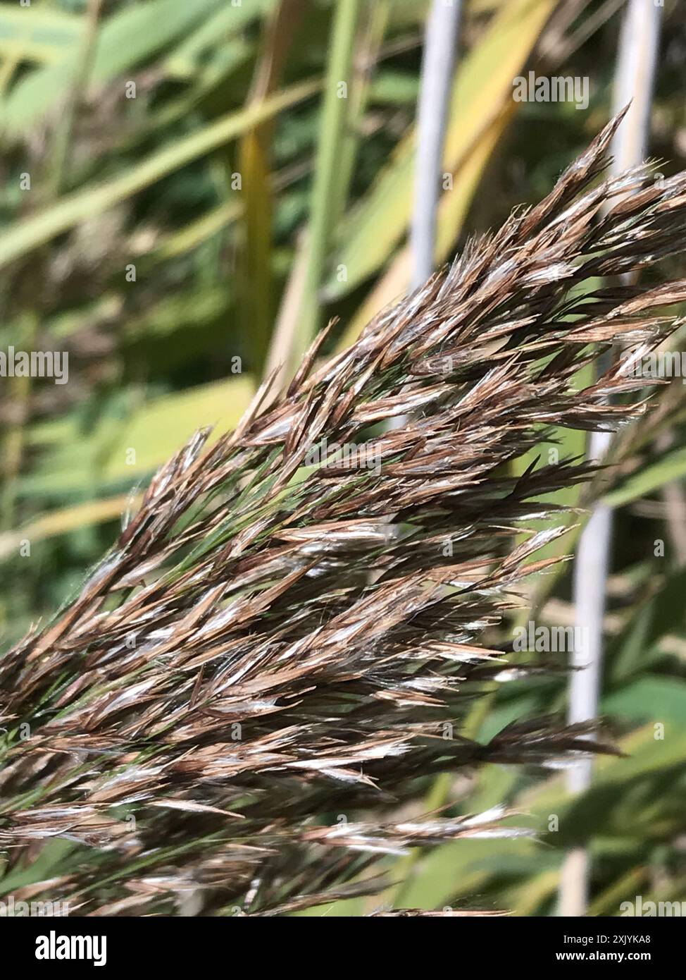 common reed (Phragmites australis) Plantae Stock Photo - Alamy