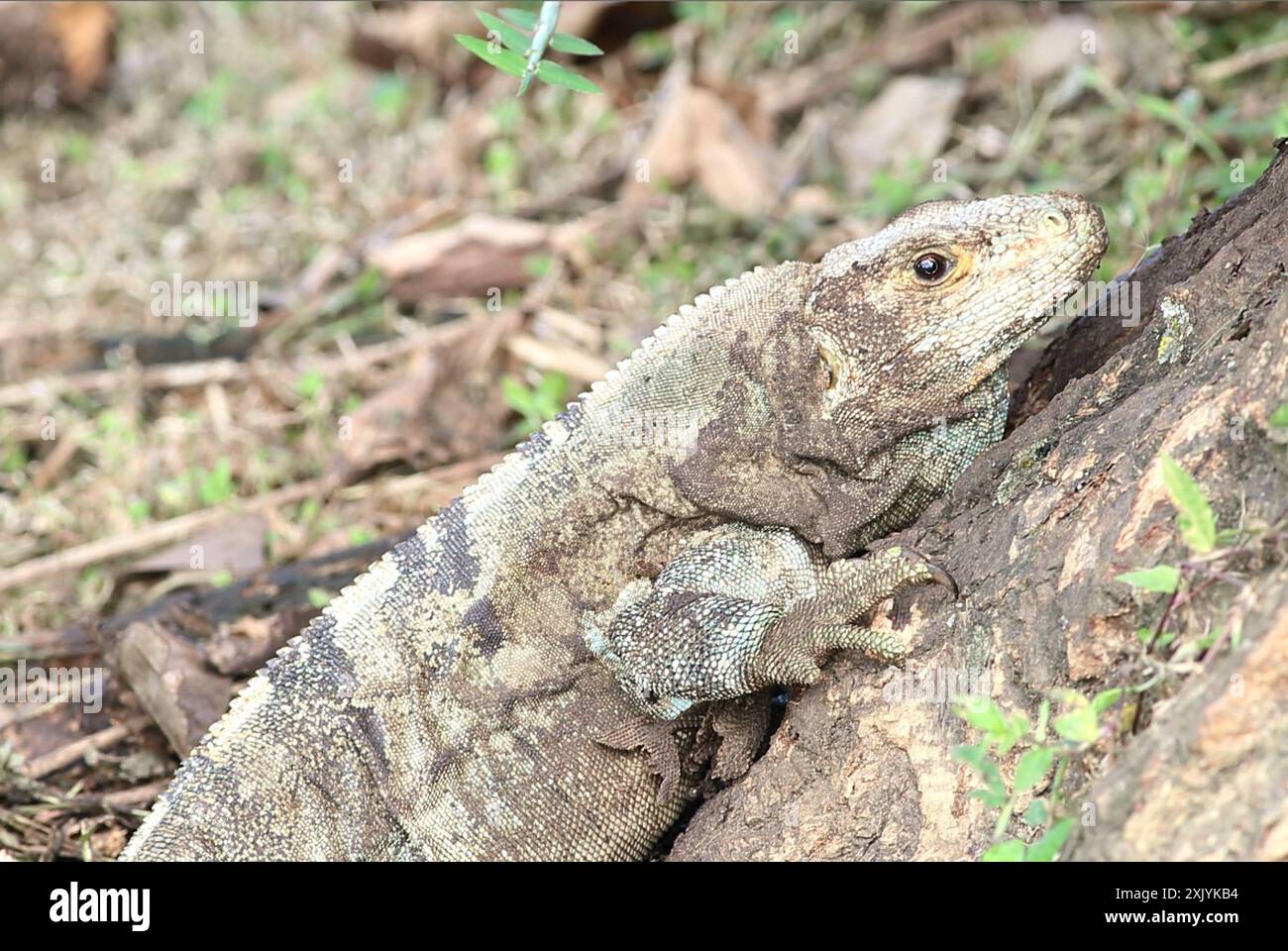 Black Spiny-tailed Iguana (Ctenosaura similis) Reptilia Stock Photo - Alamy