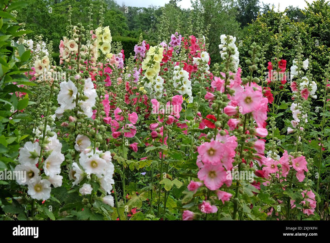 Hollyhocks alcea rosea tall hi-res stock photography and images - Alamy