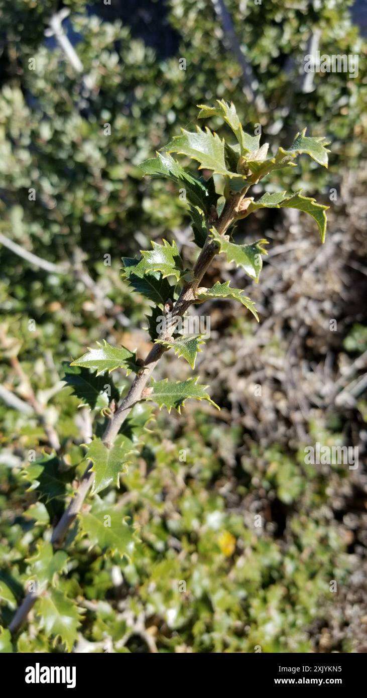 California scrub oak (Quercus berberidifolia) Plantae Stock Photo - Alamy