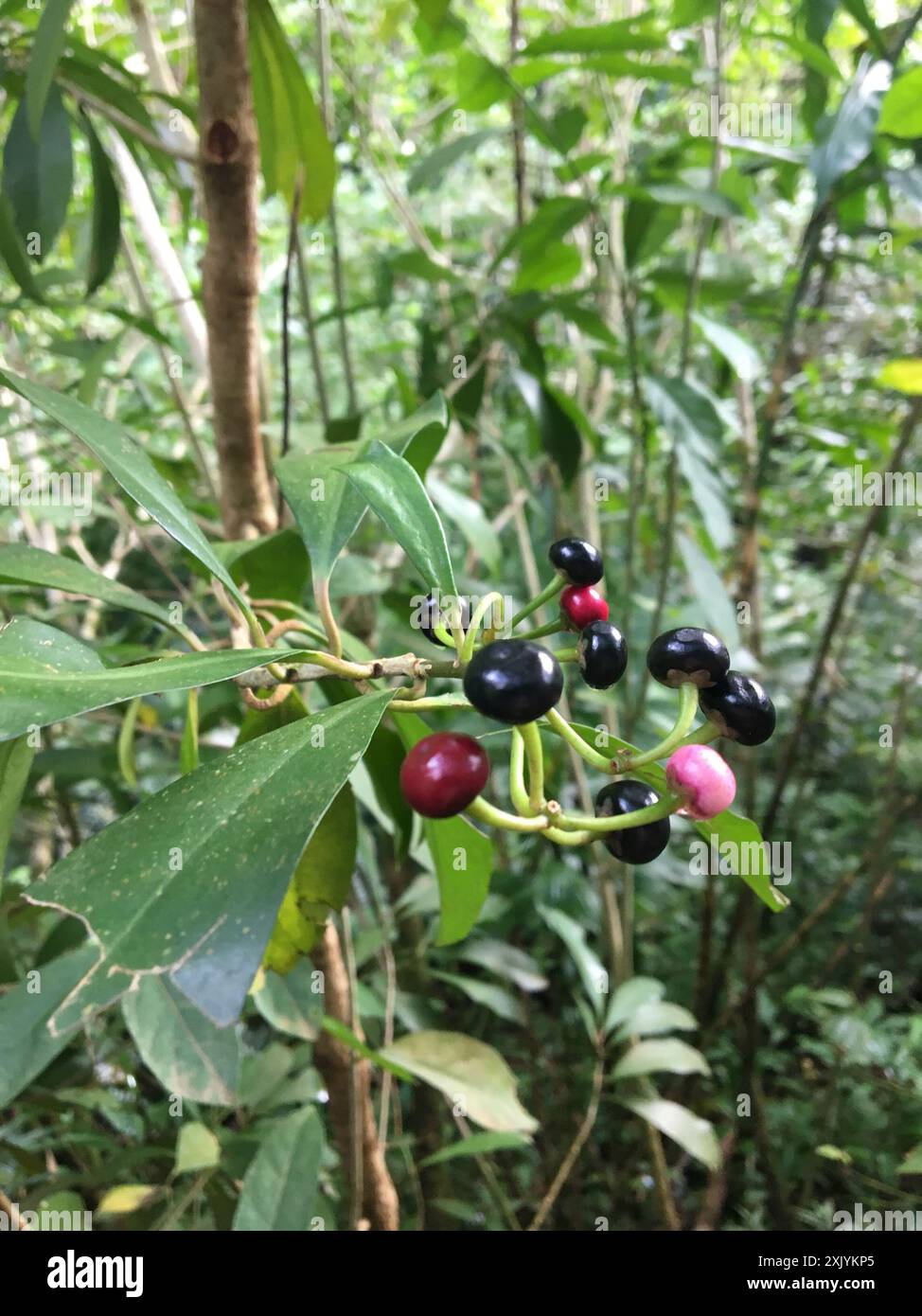 shoebutton Ardisia (Ardisia elliptica) Plantae Stock Photo - Alamy